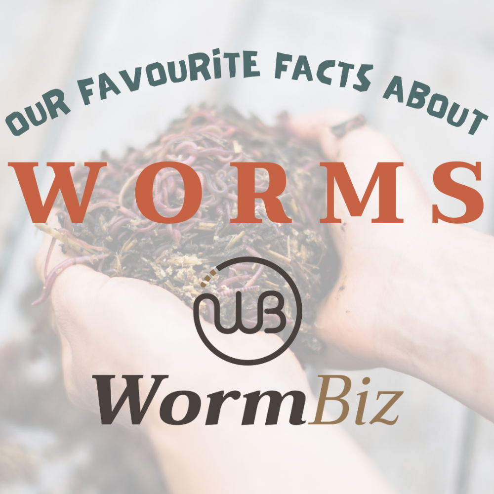 WHAT TO FEED THE WORMS? Your questions answered - WormBiz - red ...
